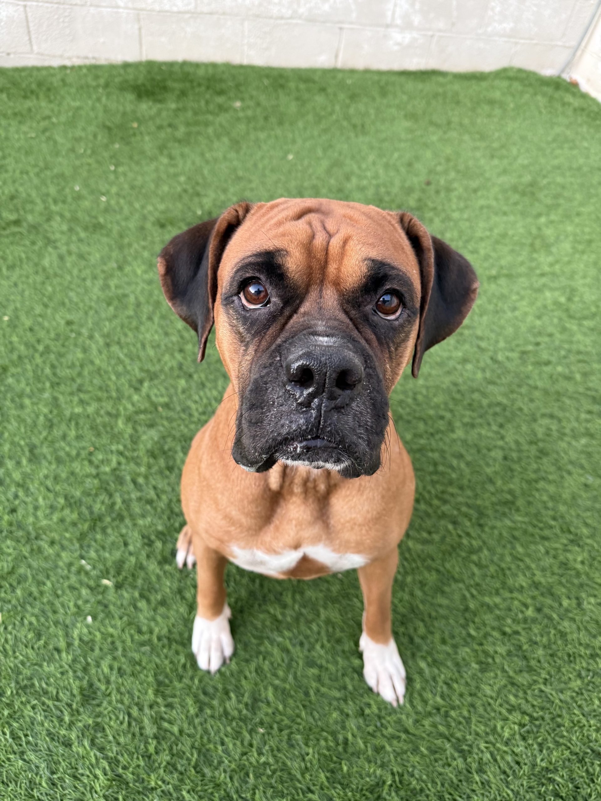 Adopt A Boxer