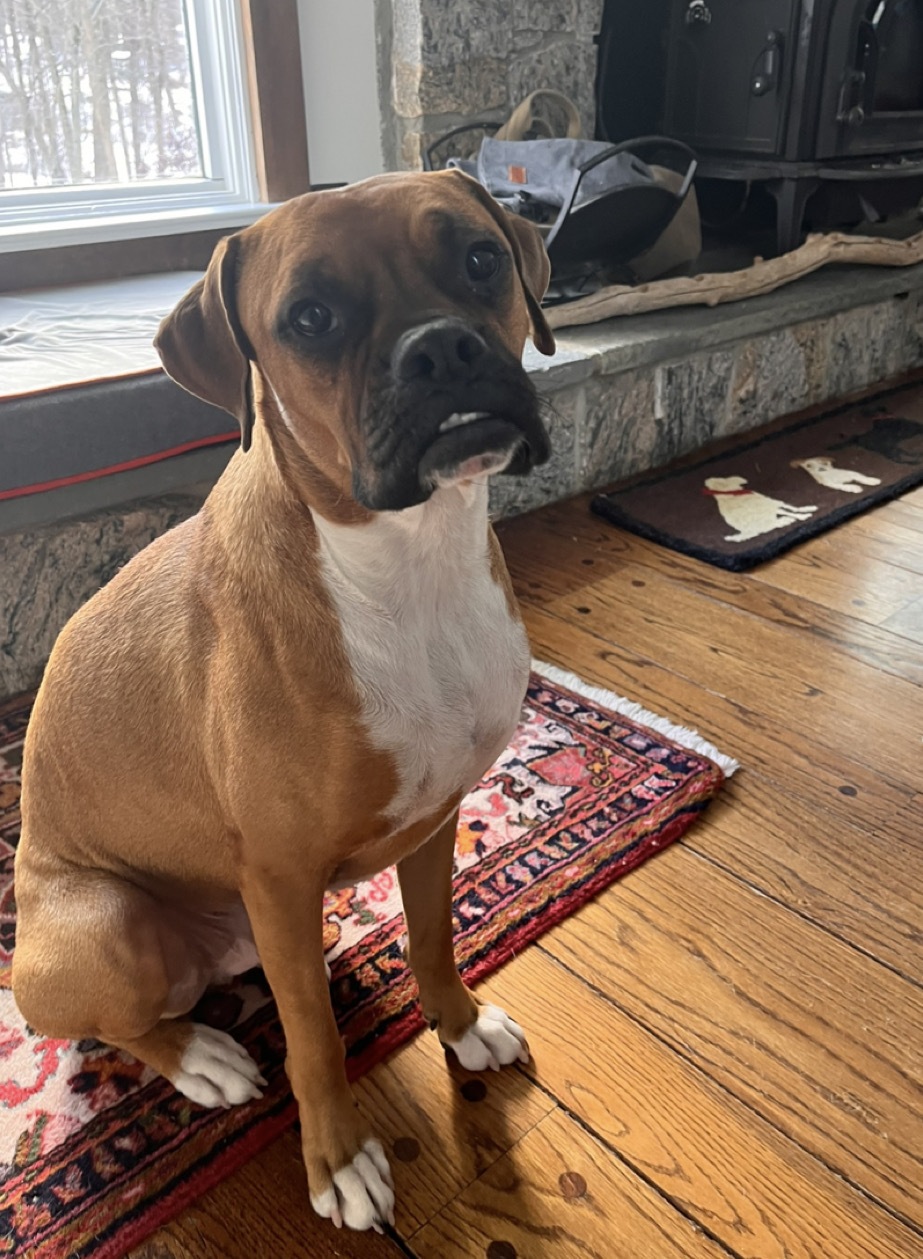 Adopt A Boxer