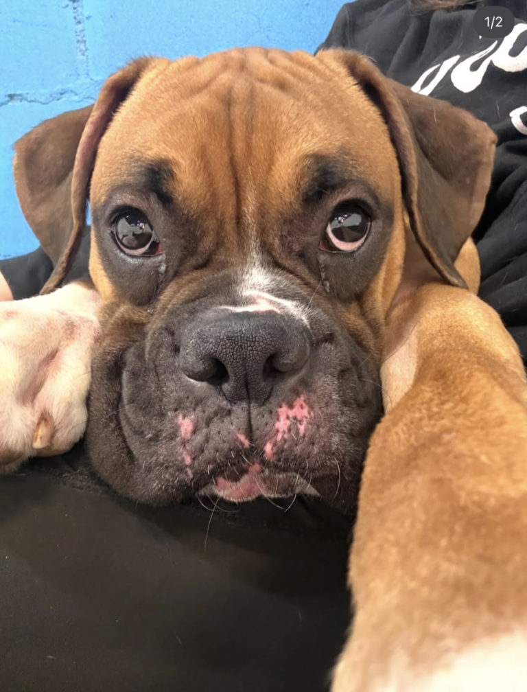 Adopt A Boxer