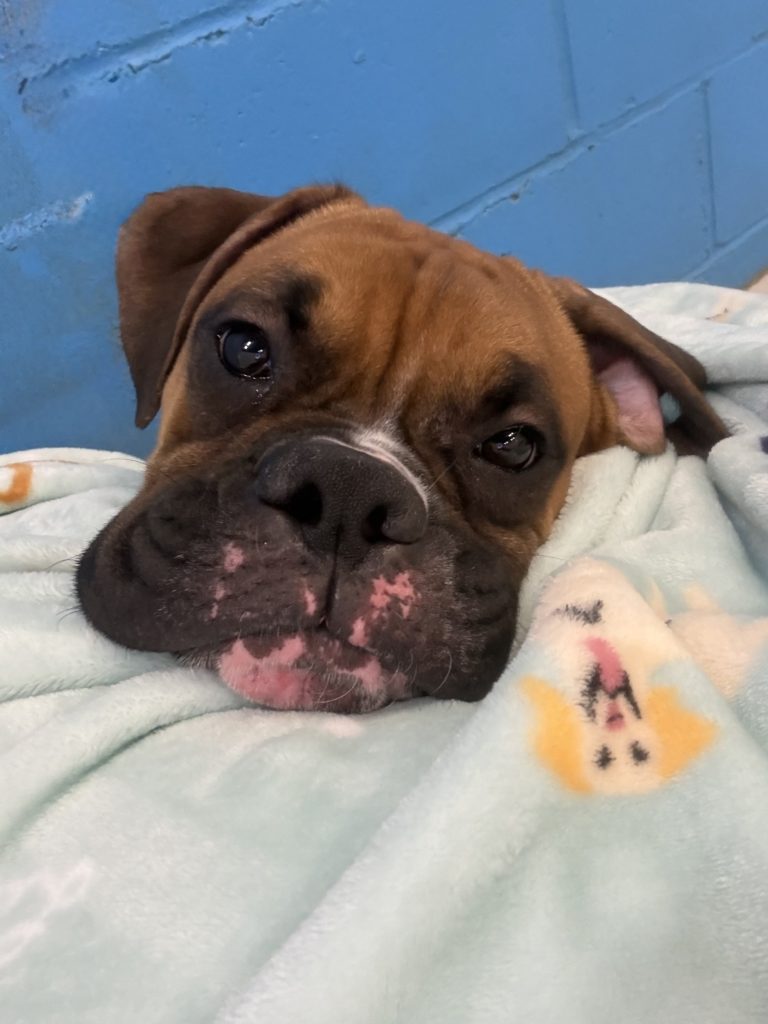 Adopt A Boxer